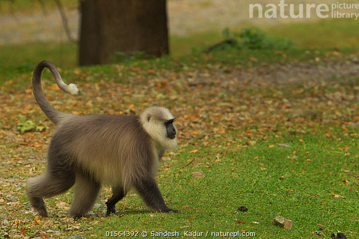 Stock photo of Kashmir Gray Langur / Chamba Sacred Langur ...