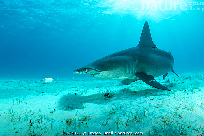 Stock photo of Great hammerhead shark (Sphyrna mokarran) swimming over ...
