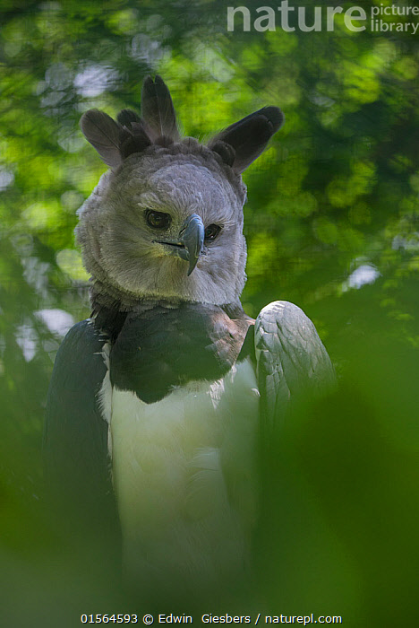 Stock photo of Harpy eagle (Harpia harpyja) captive. Available for sale ...