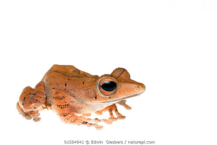 Stock photo of Collett's tree frog (Polypedates colletti) captive ...