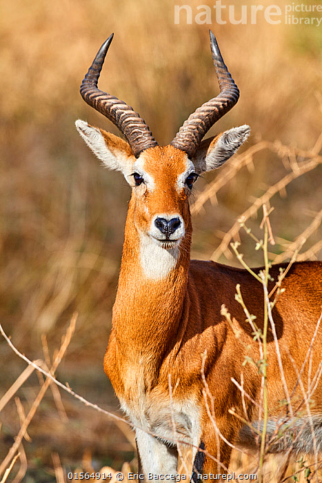 Stock photo of Male Uganda kob portrait (Kobus kob thomasi) Murchisson ...