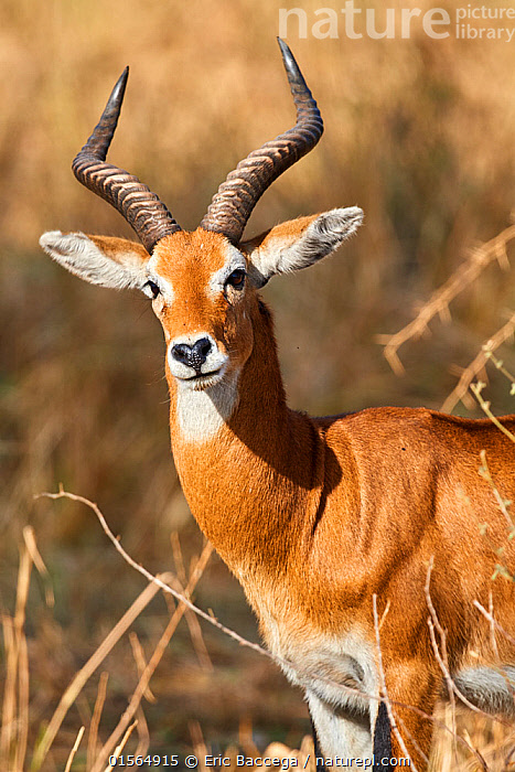 Stock photo of Male Uganda kob portrait (Kobus kob thomasi) Murchisson ...