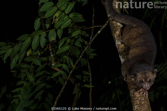 Stock photo of Olinguito (Bassaricyon neblina) at night, Mindo Cloud ...