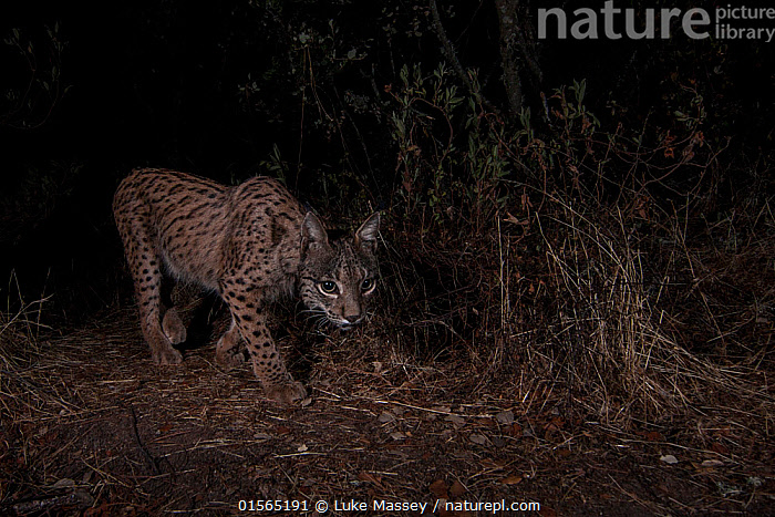 Stock photo of Iberian lynx (Lynx pardinus) young female taken with ...