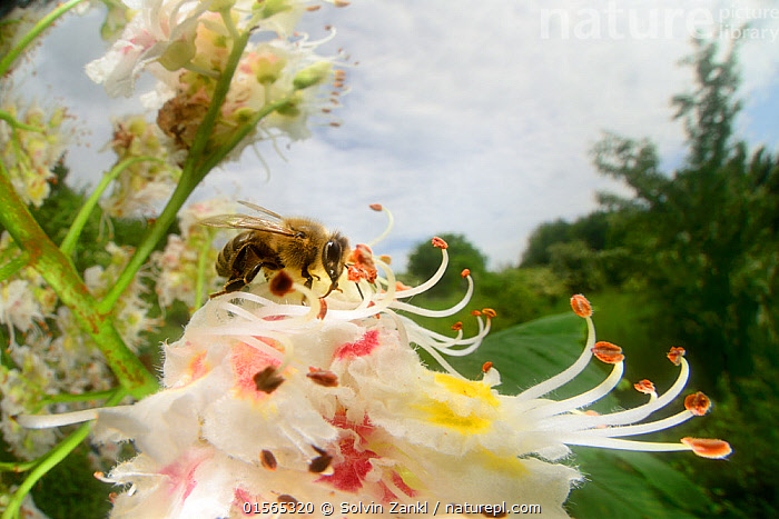 Stock photo of Honey bee (Apis mellifera) nectaring, Kiel, Germany. May ...