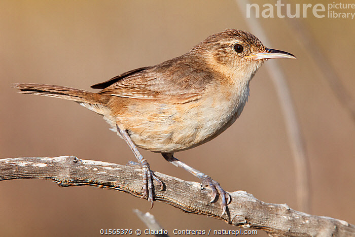 Stock photo of Clarion Wren (Troglodytes tanneri), IUCN Vulnerable ...