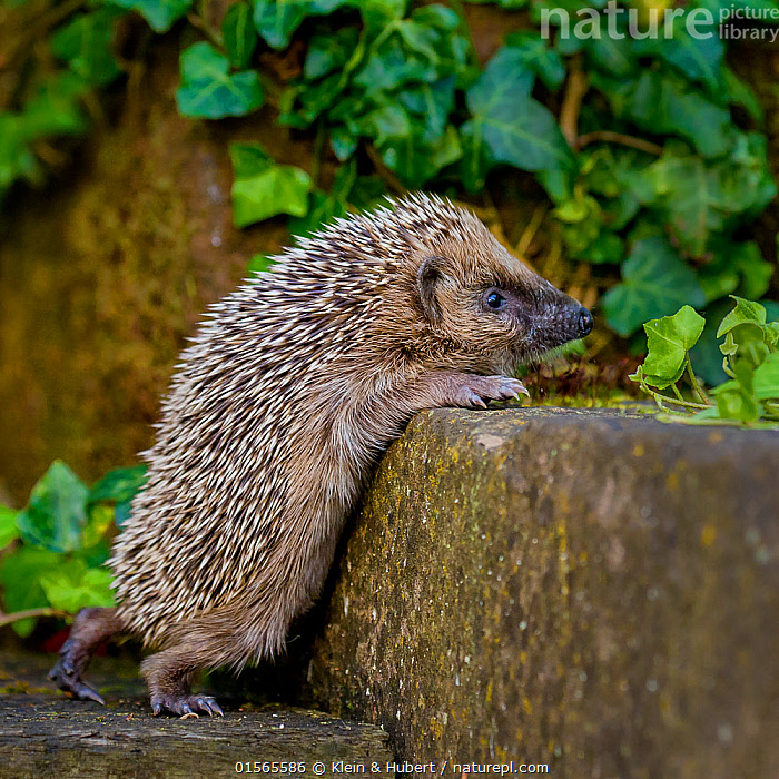 Stock photo of Young European hedgehog (Erinaceus europaeus) in garden ...
