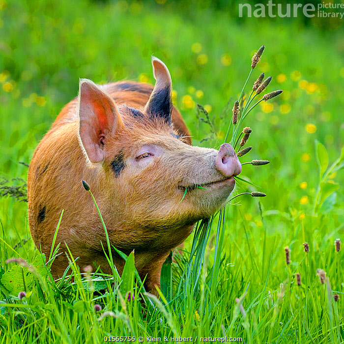 Stock photo of Domestic Tamworth x Berkshire pig in meadow in spring ...