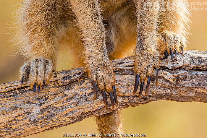 Stock photo of Meerkat (Suricata suricatta) close up of feet / paws and ...