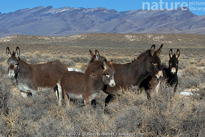 Stock photo of Domestic donkeys / Burros living wild in Nevada semi ...