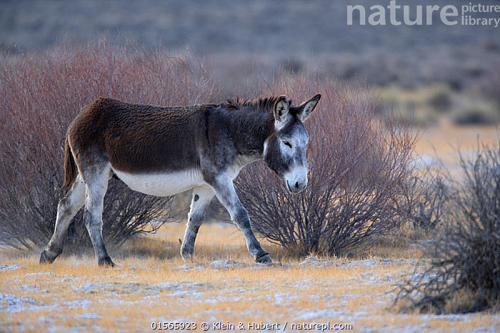 Stock photo of Domestic donkey / Burro living wild in Nevada semi ...