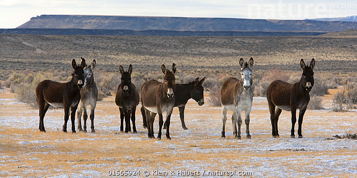 Stock photo of Domestic donkeys / Burros living wild in Nevada semi ...