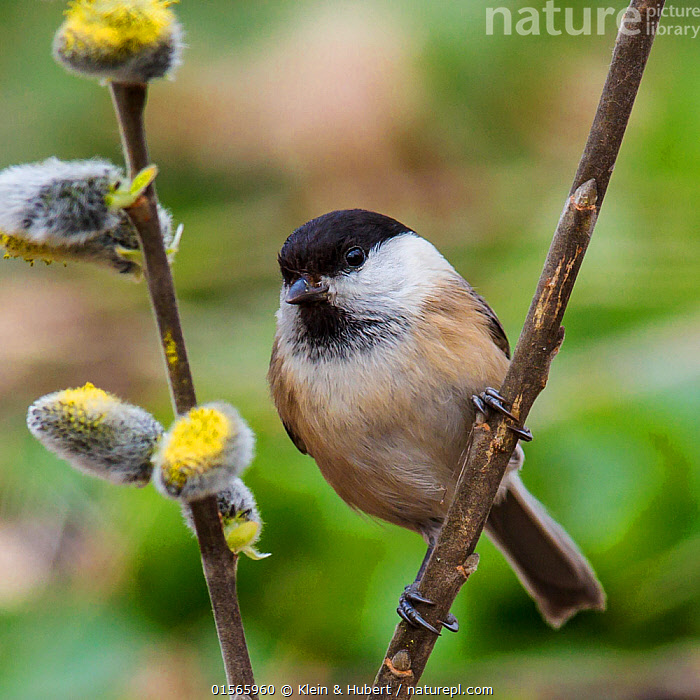 Stock photo of Willow tit (Parus montanus) sitting on willow branch ...