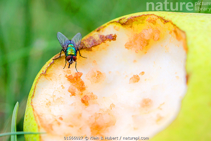 Stock photo of Common greenbottle fly (Lucilia caesar) feeding on pear ...