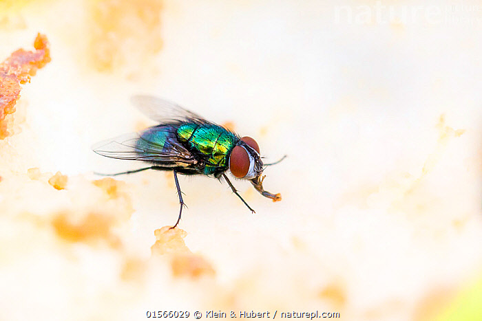 Stock photo of Common greenbottle (Lucilia caesar) fly feeding on juice ...
