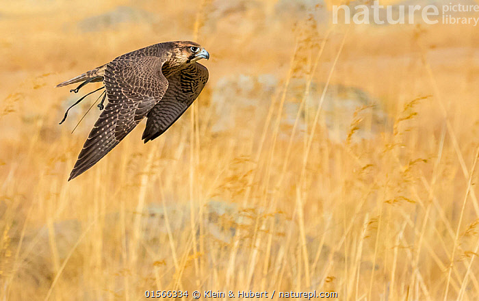 Stock photo of Hybrid Gyrfalcon x Peregrine falcon (Falco peregrinus x ...
