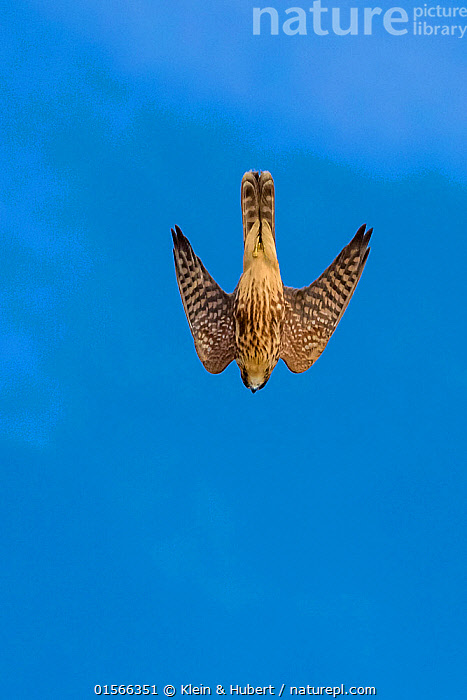 Stock photo of Merlin (Falco columbarius) falconry bird diving ...