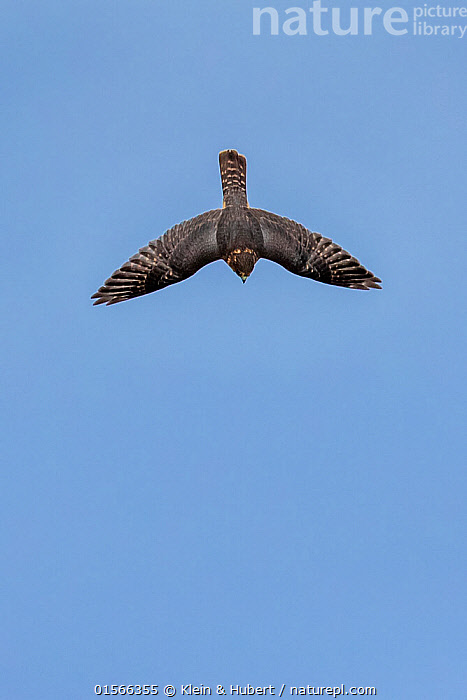 Stock photo of Merlin (Falco columbarius) falconry bird diving ...