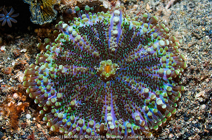 Stock photo of Disk anemone (Discosoma sp.). Lembeh Strait, North ...