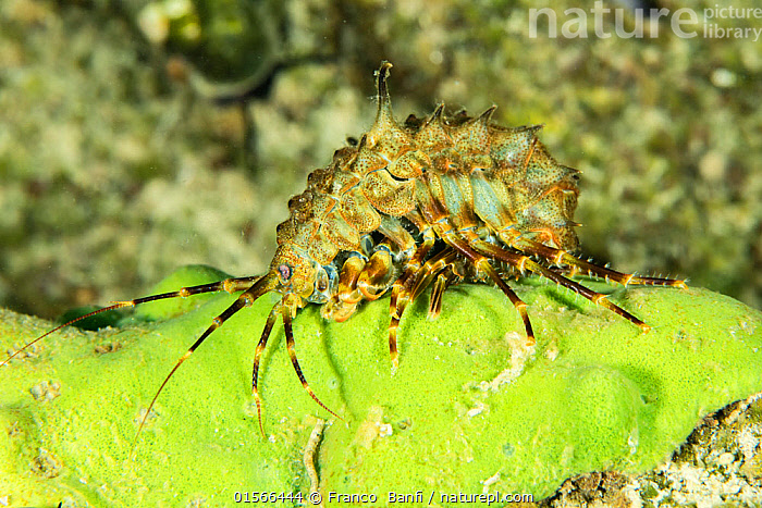Stock photo of Amphipods (Pallasea cancellus) on Demosponge ...