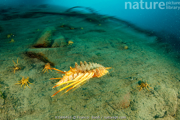 Stock photo of Freshwater isopod (Acanthogammarus victorii) swimming ...