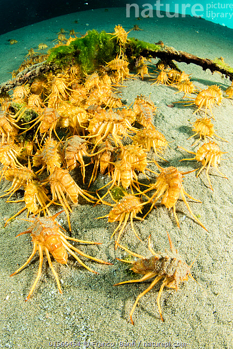 Stock photo of Freshwater isopods (Acanthogammarus victorii) feeding on ...