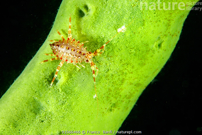 Stock photo of Gammarid amphipod (Brandtia parasitica) on sponge ...