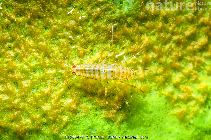 Stock photo of Freshwater isopod (Ommatogammarus flavus) on Baikal ...
