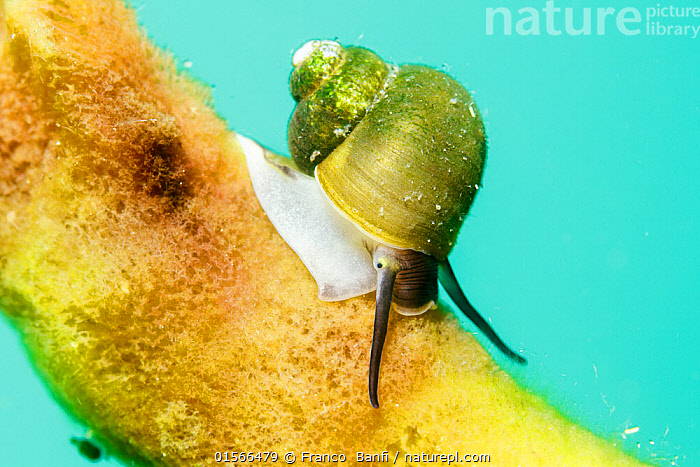Stock photo of Freshwater snail (Benedictia baicalensis) on Baikal ...