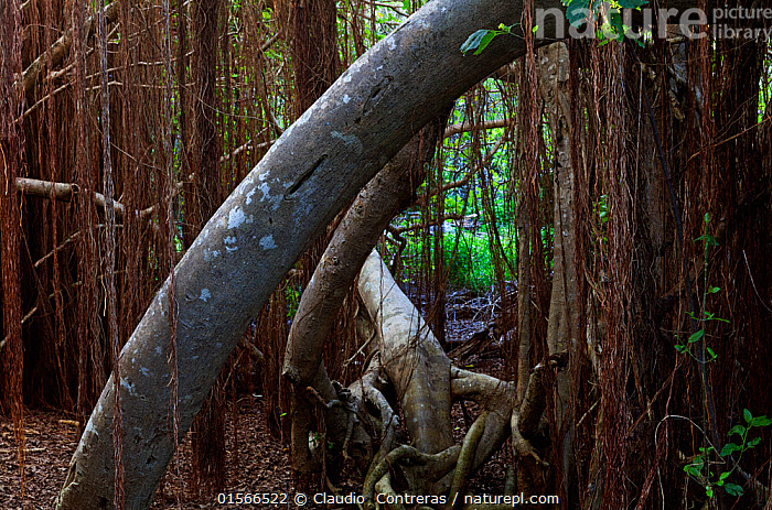 Stock photo of Fig Tree (Ficus cotinifolia), Socorro Island ...