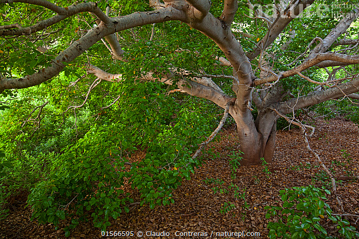 Stock photo of Manchineel Tree (Hippomane mancinella), Socorro Island ...