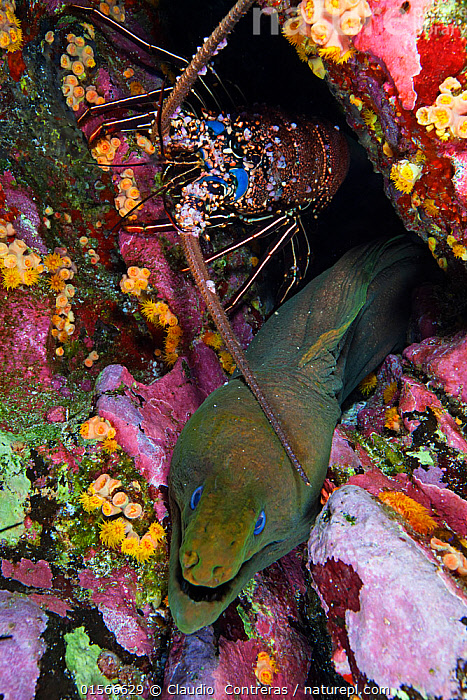 Stock photo of Panamic Green Moray (Gymnothorax castaneus) and ...