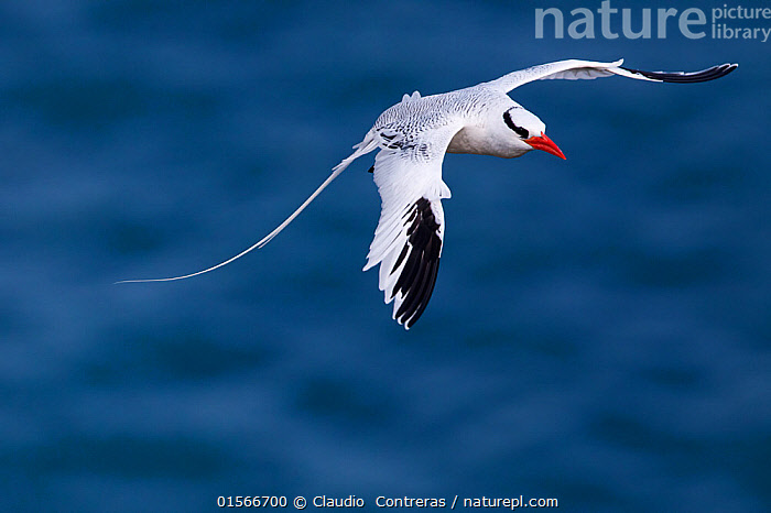 Stock photo of Red-billed Tropicbird (Phaethon aethereus), Clarion ...