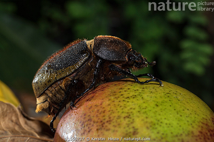 Female Hercules Beetle Eastern Hercules Beetle (Dynastes Tityus)