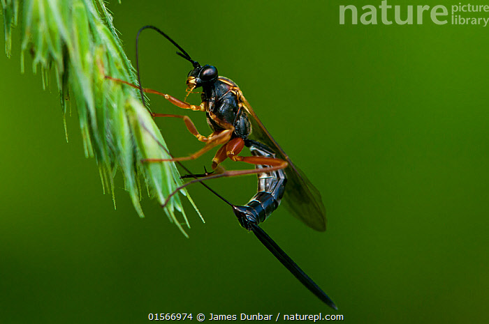 Stock photo of Parasitoid wasp (Lissonota lineolaris) oviposting ...