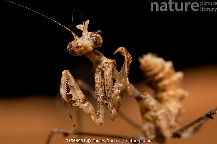 Stock photo of Cryptic mantis (Sibylla pretiosa) grooming, captive ...