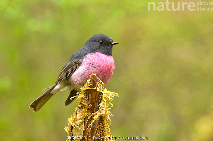 Stock photo of Pink robin (Petroica rodinogaster) male, Tasmania ...