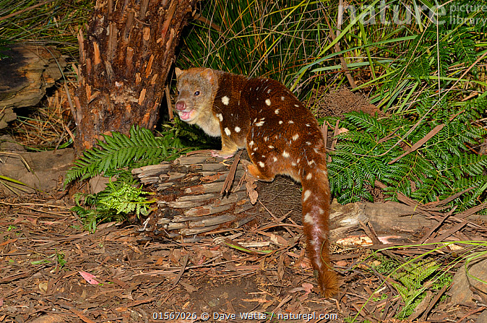 Stock photo of Spotted-tailed quoll (Dasyurus maculatus) Tasmania ...