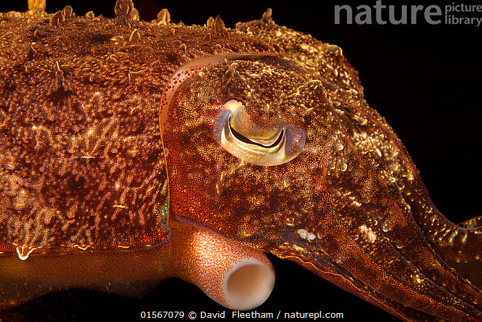 Stock photo of Broadclub cuttlefish (Sepia latimanus) with siphon ...