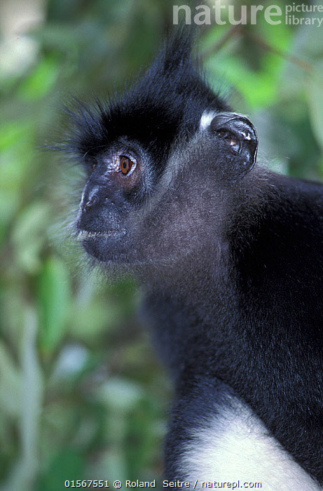 Stock photo of Delacour's leaf Monkey (Trachypithecus delacouri ...