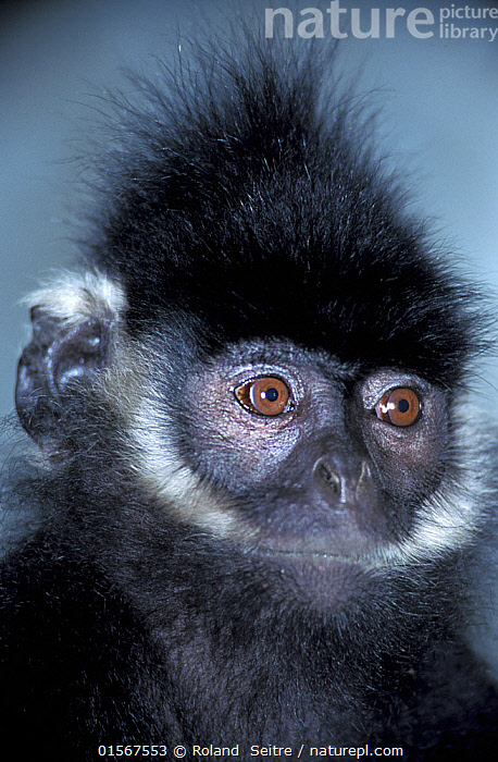 Stock photo of FranÃ§ois' langur (Trachypithecus francoisi) portrait ...