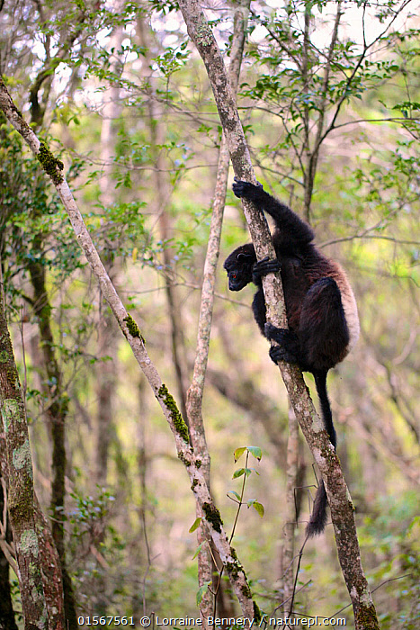Stock photo of Milne-Edwards' sifaka (Propithecus edwardsi) in tree ...