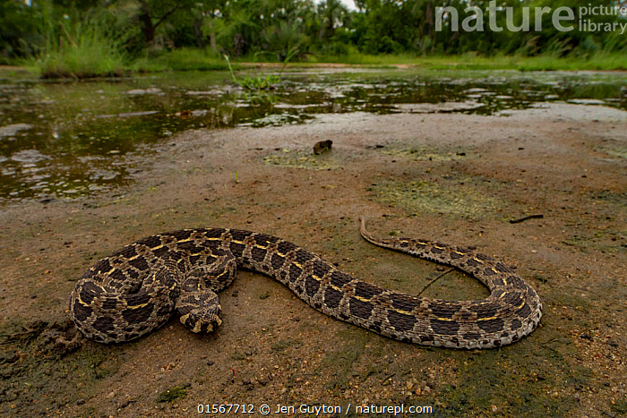 Stock photo of Swamp viper (Proatheris superciliaris) rests near a ...