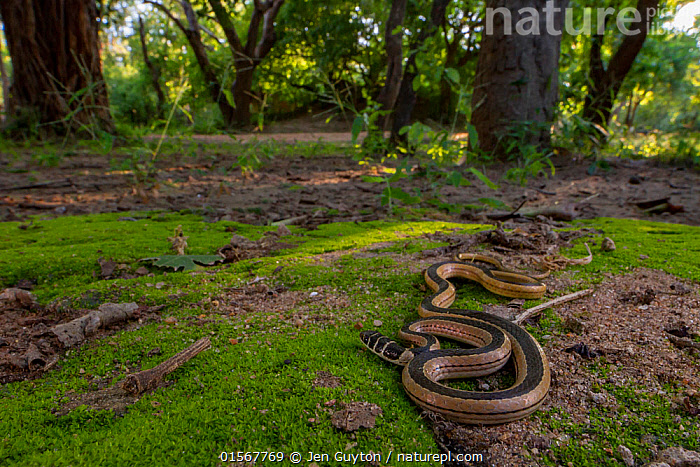 Stock photo of Dwarf sand snake (Psammophis angolensis) curls up in ...
