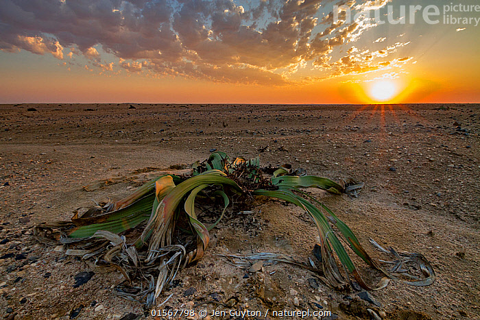Stock photo of Desert endemic Welwitschia plant (Welwitschia mirabilis ...