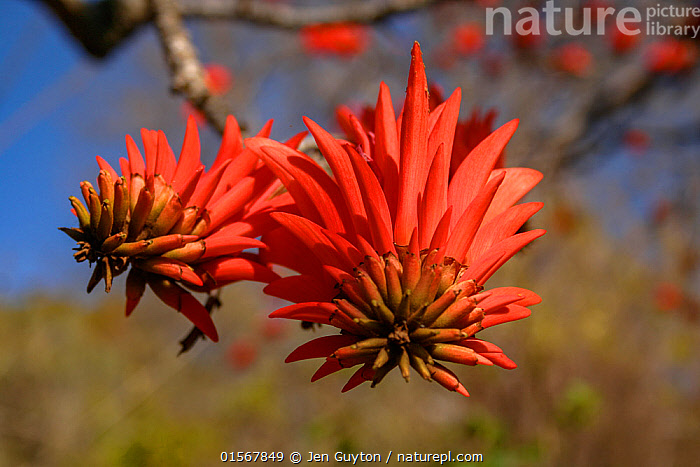 Stock photo of Flowers of a coral tree (Erythrina lysistemon) in flower ...