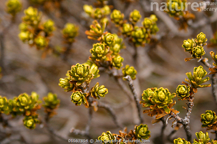 Stock photo of Resurrection bush (Myrothamnus flabellifolius) leaves ...