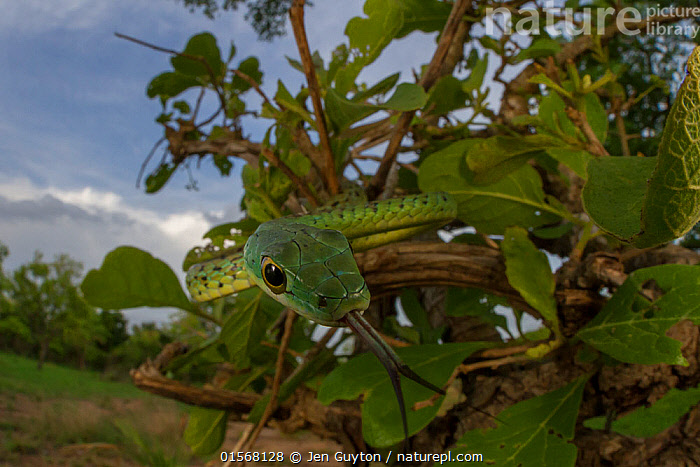 Stock photo of Spotted bush snake (Philothamnus semivariegatus) hanging ...