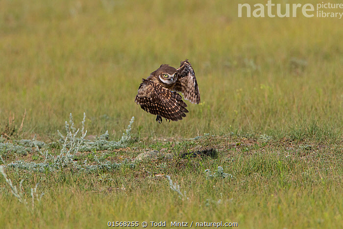 Stock photo of Burrowing owl (Athene cunicularia) young owlet testing ...