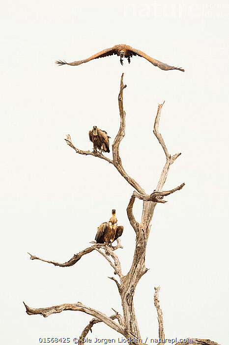 Stock photo of White backed vultures (Gyps africanus) in tree, South ...